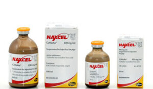 Buy Naxcel 100 mg/ml Suspension for Injection Online | Equine Medicals